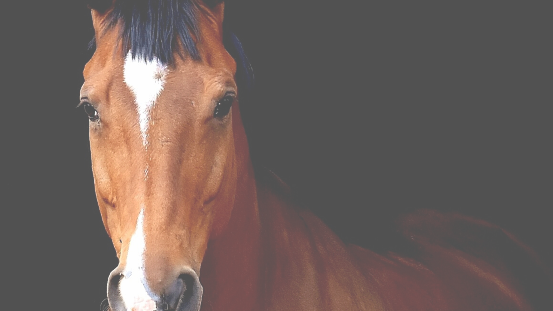 CABALLOS – Casos Clínicos Patología FMVZ UNAM